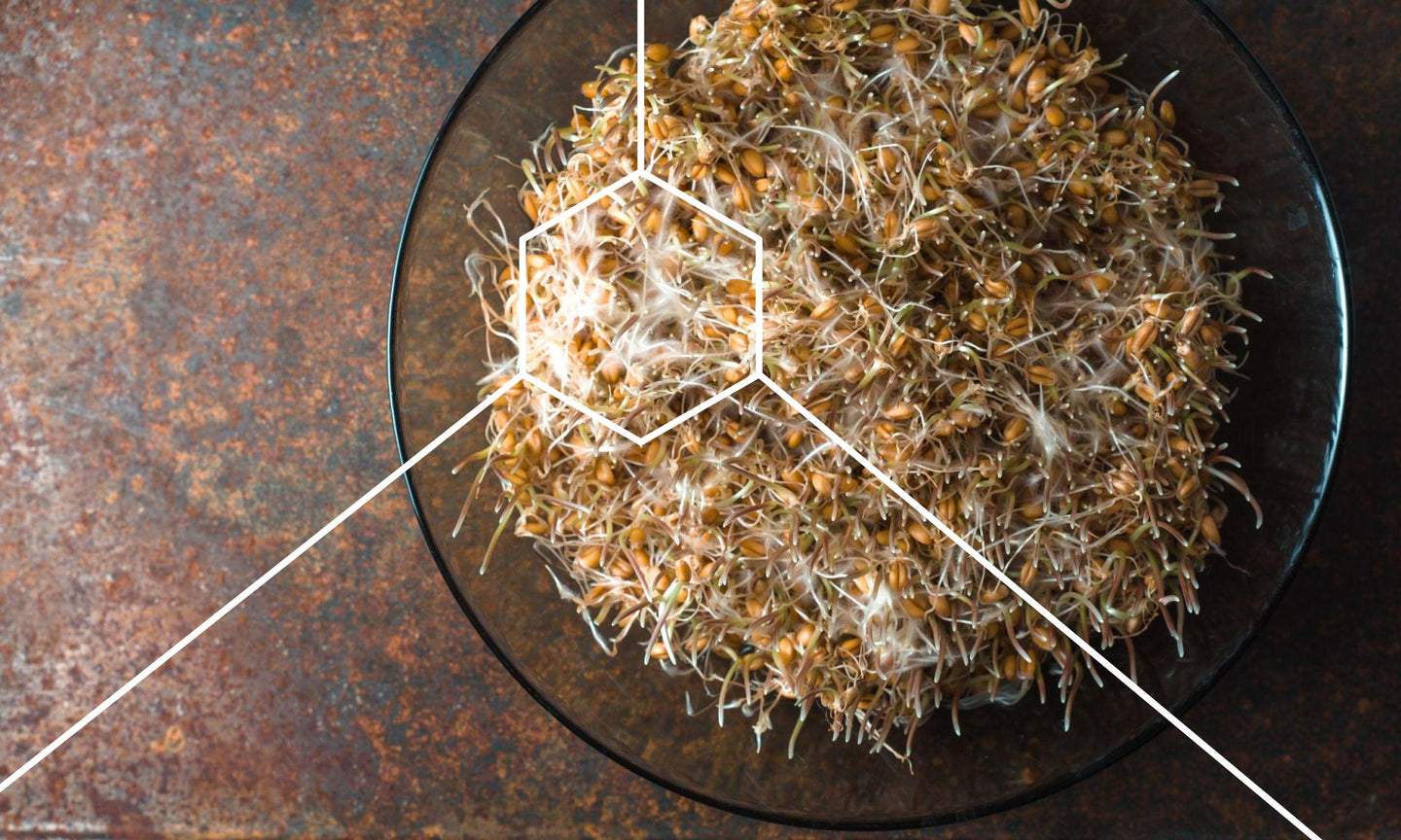 What Is Wheat Germ Used For? – spermidineLIFE® by Longevity Labs, Inc.