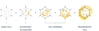 spermidineLIFE® US | What is autopahgy? – spermidineLIFE® by Longevity ...